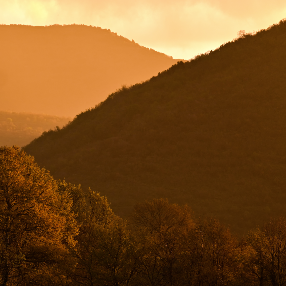 LEMON OG HAZE R2 Bx2 – ETHOS